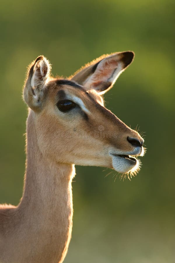 Impala antelope stock image. Image of animal, herbivore - 2496589
