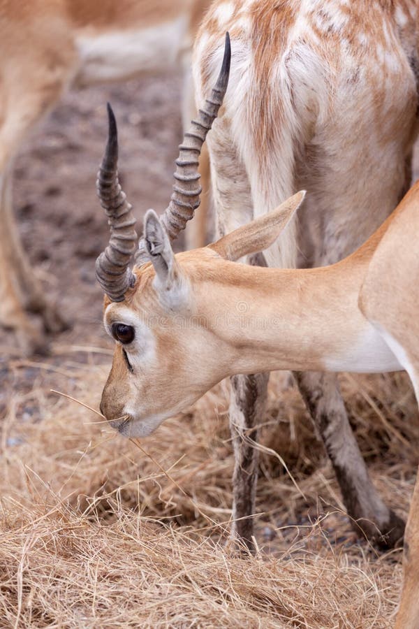 Impala antelope stock image. Image of outdoors, horned - 28660067