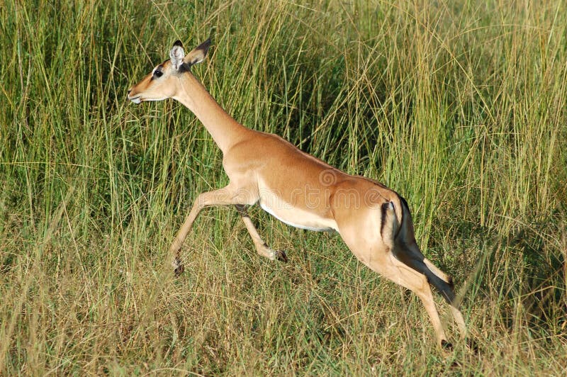 Impala antelope stock image. Image of fawn, wildlife, bush - 4810815