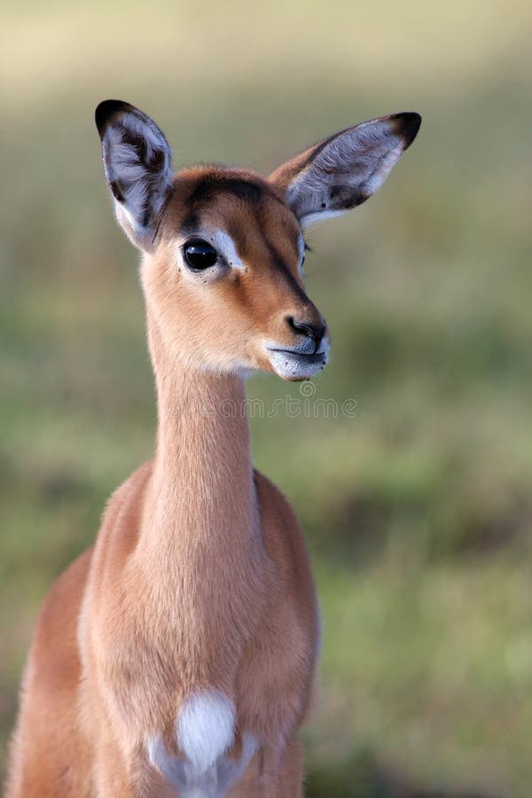 Baby Impala Antelope Kiss stock photo. Image of beauty - 23227290