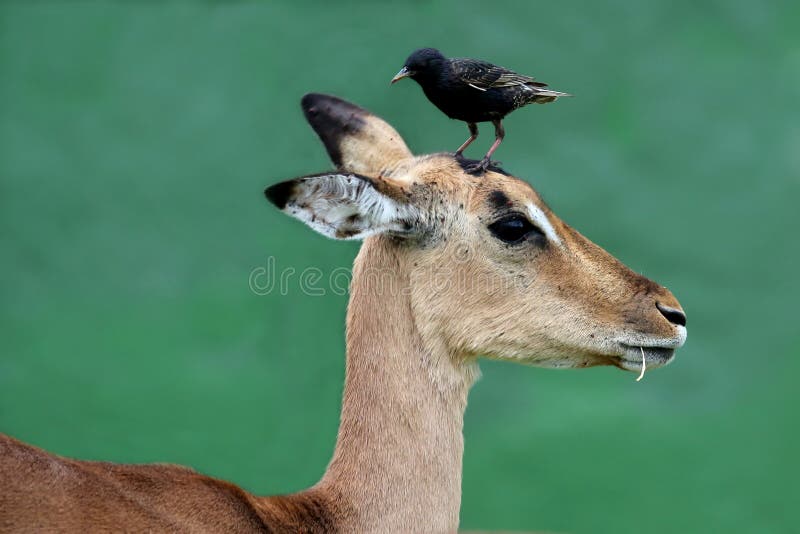 Impala Antelope with Bird on Head Stock Photo - Image of herbivore ...