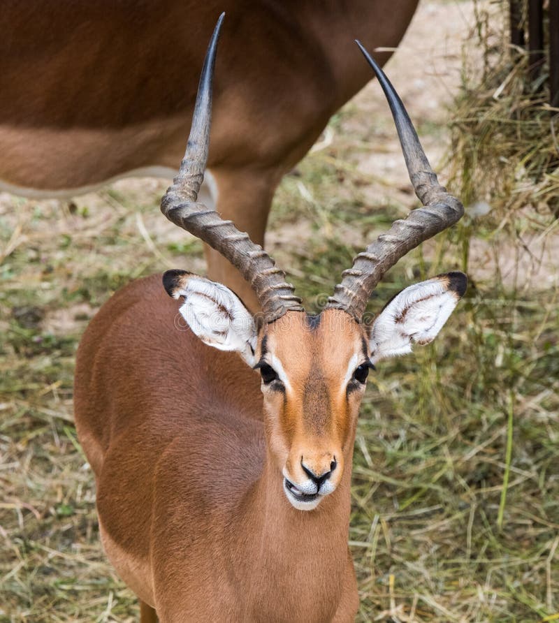 Impala Antelope Close Up Portrait in Zoo Stock Image - Image of ears ...
