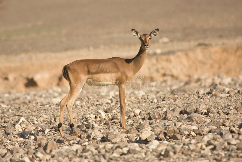 Impala antelope on desert stock photo. Image of botswana - 10433120