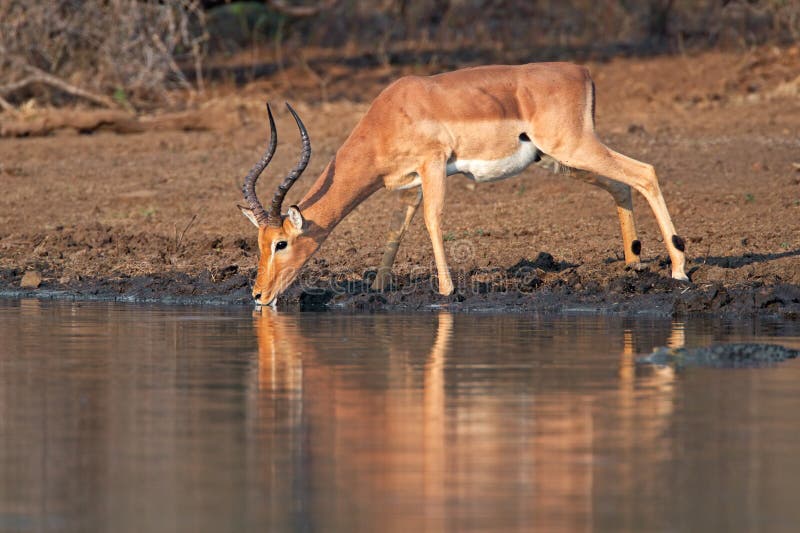 3,413 Antelope Melampus Photos - Free & Royalty-Free Stock Photos from ...