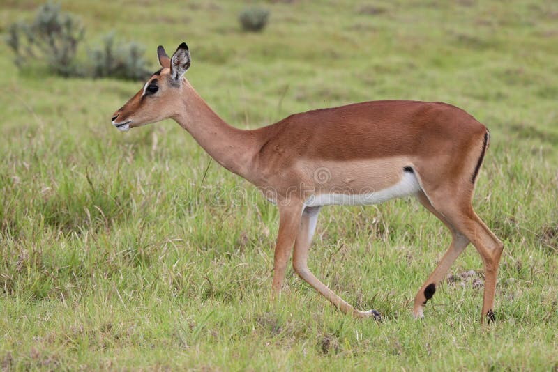 Impala Antelope in Long Grass in Africa Stock Photo - Image of african ...
