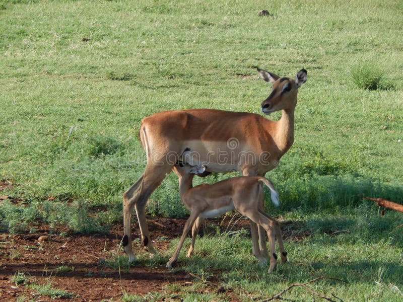 Impala Antelope with Its Calf Grazing on the Meadow Stock Photo - Image ...