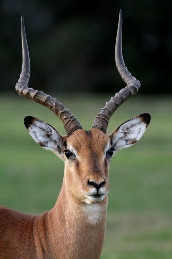 Kudu Antelope Portrait stock photo. Image of wildlife - 35845956