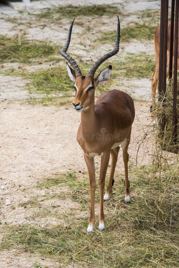 Impala Antelope Portrait in Zoo Stock Image - Image of wildlife, buck ...