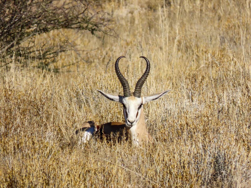 Impala antelope stock image. Image of gazelle, buck - 234773283