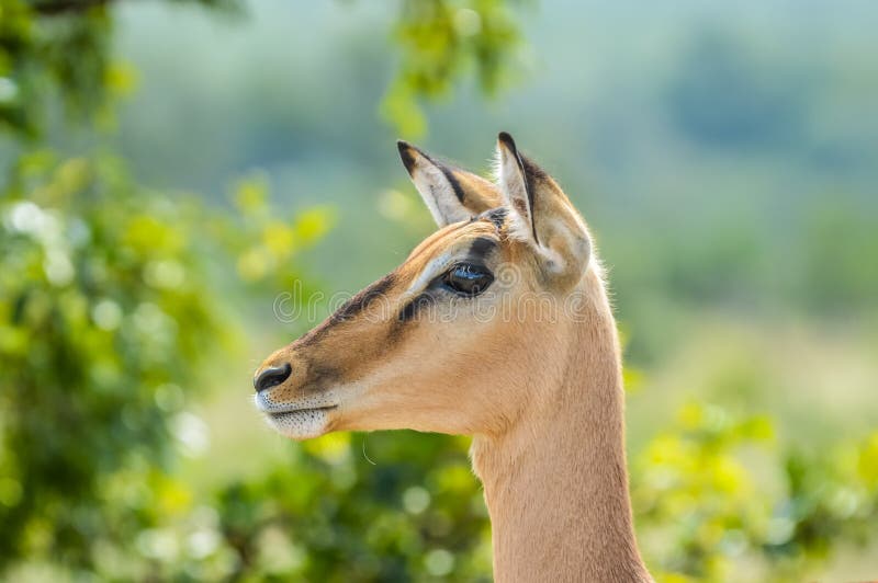 Impala Antelope in South African Game Reserve Stock Image - Image of ...