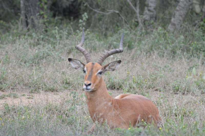 Impala Antelope in South African Game Reserve Stock Photo - Image of ...