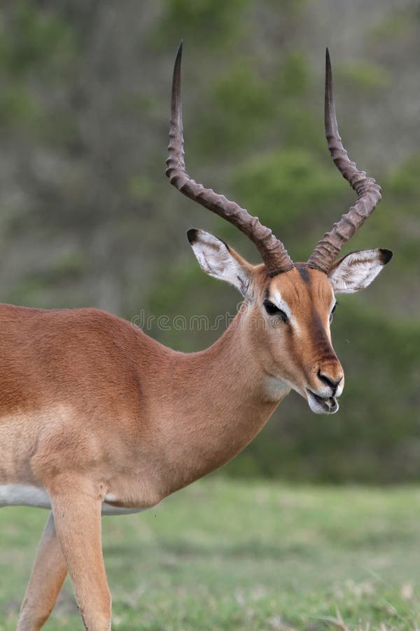 Impala Antelope Talking stock image. Image of south, mammal - 13970223