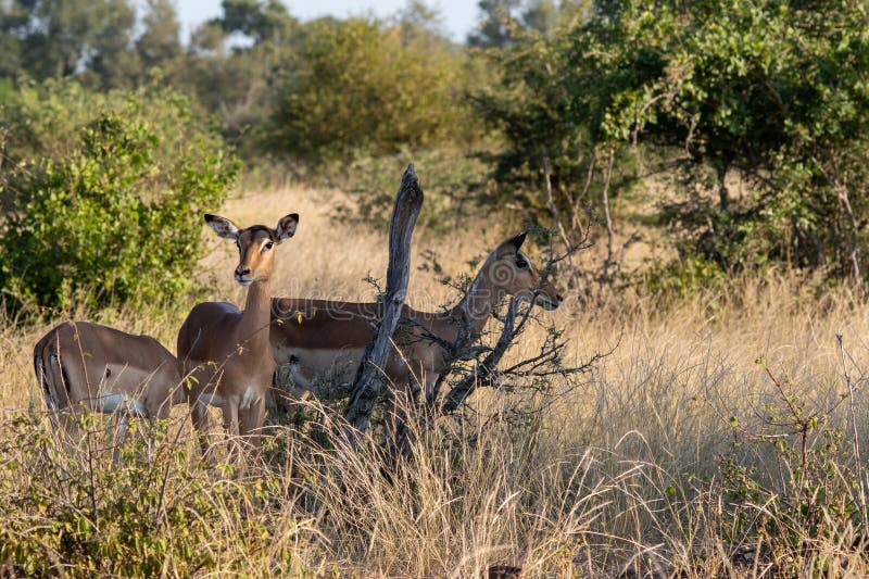 Prey Animals Hide in Thickets in the African Wilderness Stock Image ...
