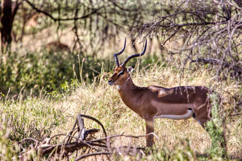 Impala Antelope Walking on a Grass Field Stock Photo - Image of ...