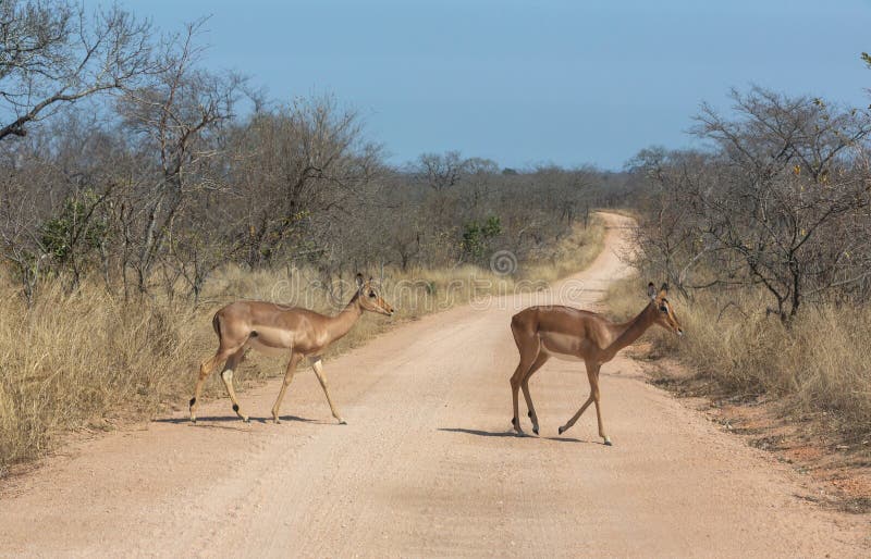 Impala Antelopes Crossing a Road in Kruger National Park Stock Image ...