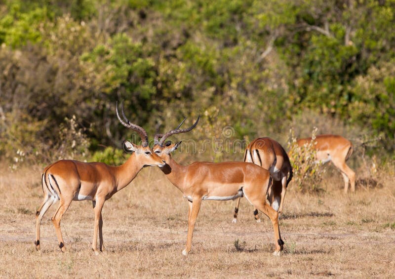 Impala antelopes stock image. Image of male, deer, botswana - 10433521