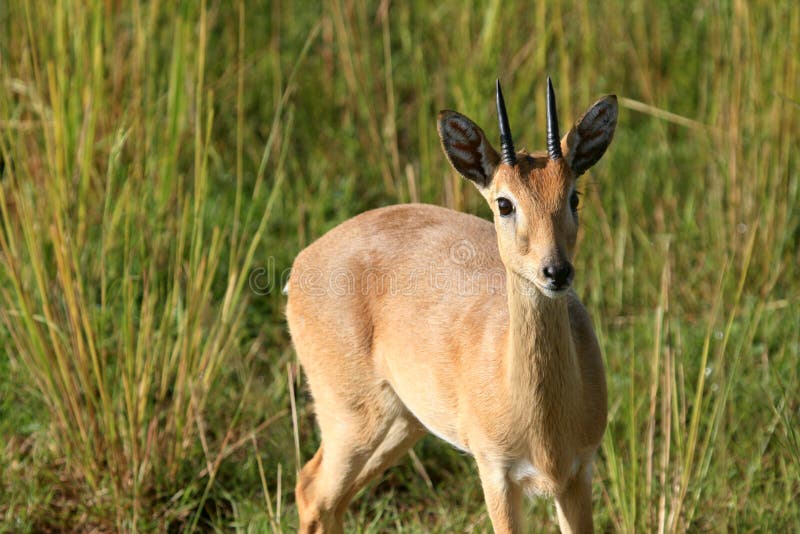 Impala-Antilope - Serengeti, Tanzania, Afrika Stockbild - Bild von ...
