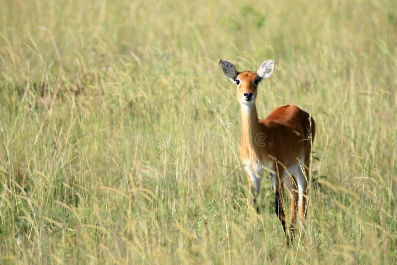 Impala-Antilope, Uganda, Afrika Stockfoto - Bild von uganda, antilope ...