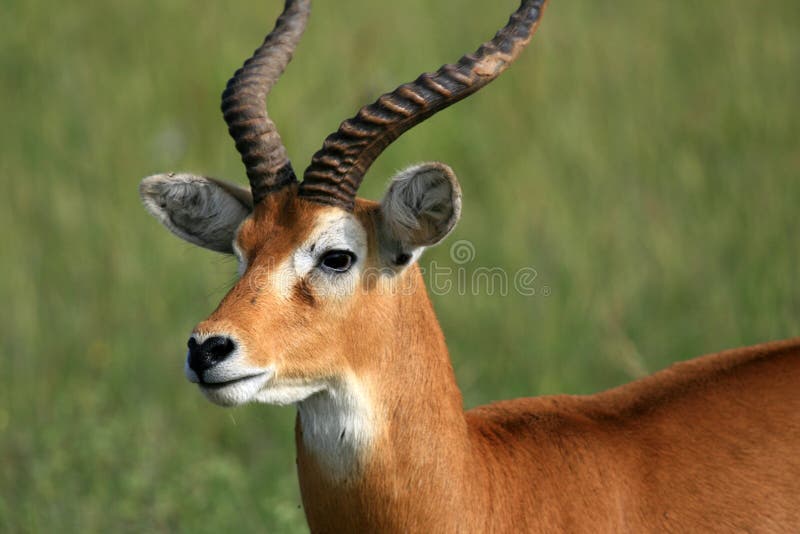 Impala-Antilope, Uganda, Afrika Stockfoto - Bild von vorbehalt ...