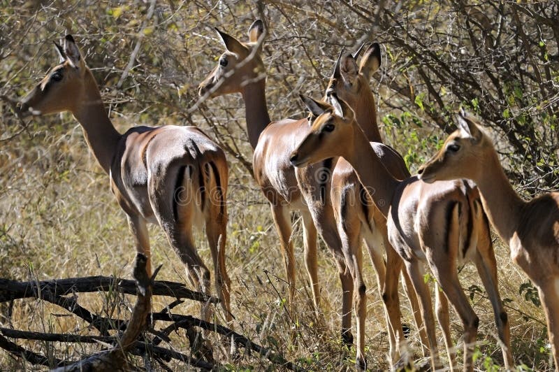Impala antilopes stock foto. Image of nave, zuiden, dier - 13186802