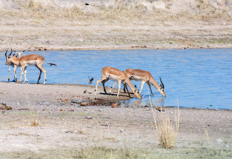 Impala Antilopes Drinking Water from the Lake in Kruger National Park ...