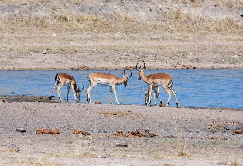 Impala Antilopes Observing Water Surface of the Lake in Kruger National ...