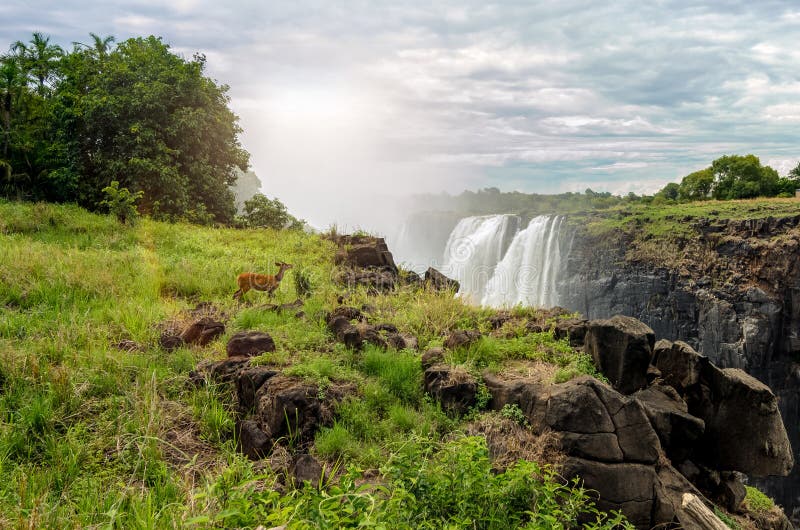 Victoria Falls view stock photo. Image of impala, green - 158951612