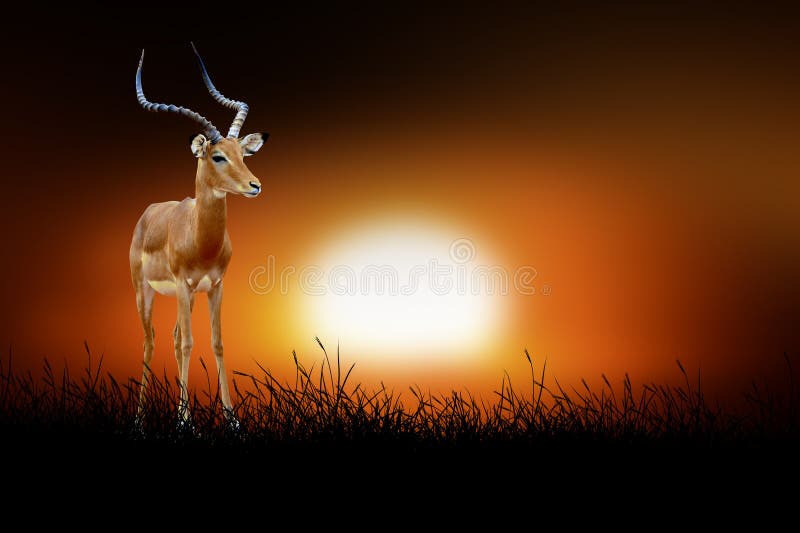 Impala Silhouette Against African Sunset Stock Image - Image of africa ...