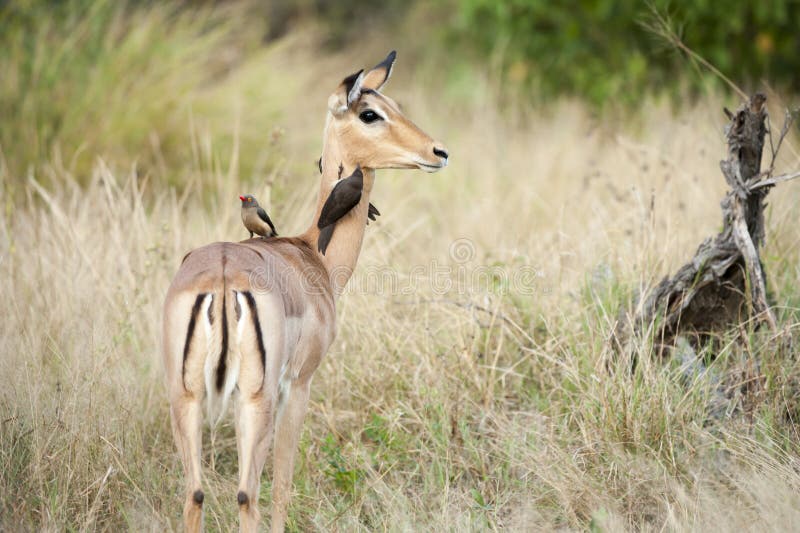 Impala with birds stock image. Image of relationship - 92762649