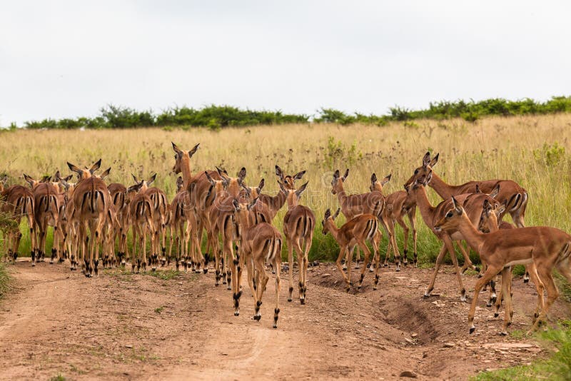 Collection of Predators And Preyes,wildlife In Namibia Reserve Photos ...