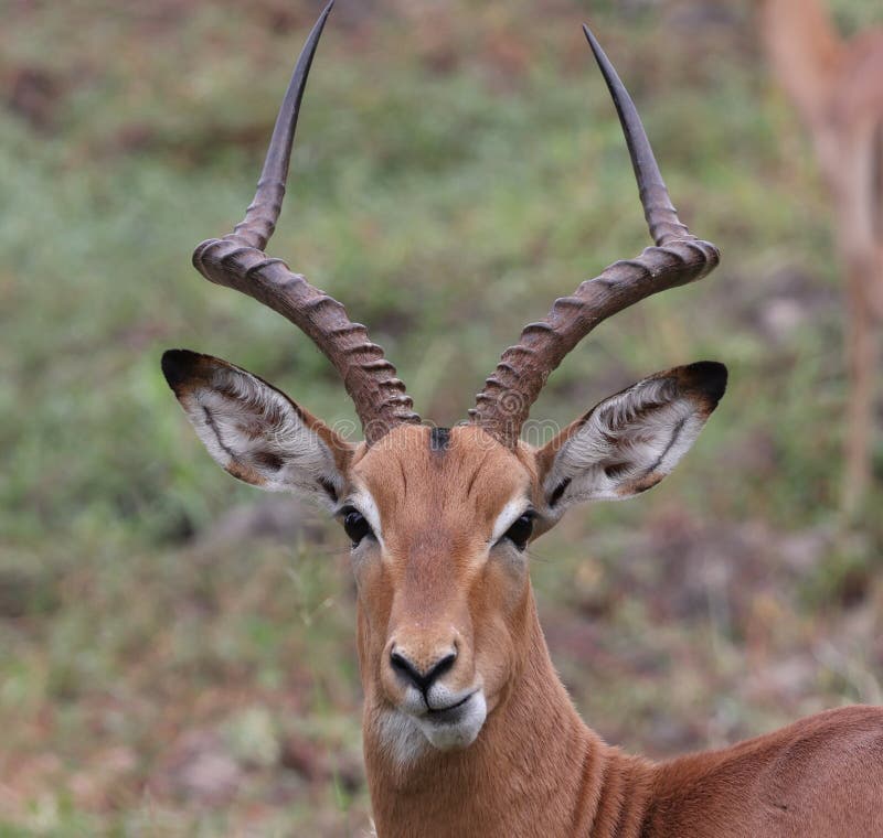 Impala Bull Posing for the Camara Stock Photo - Image of posin, bull ...