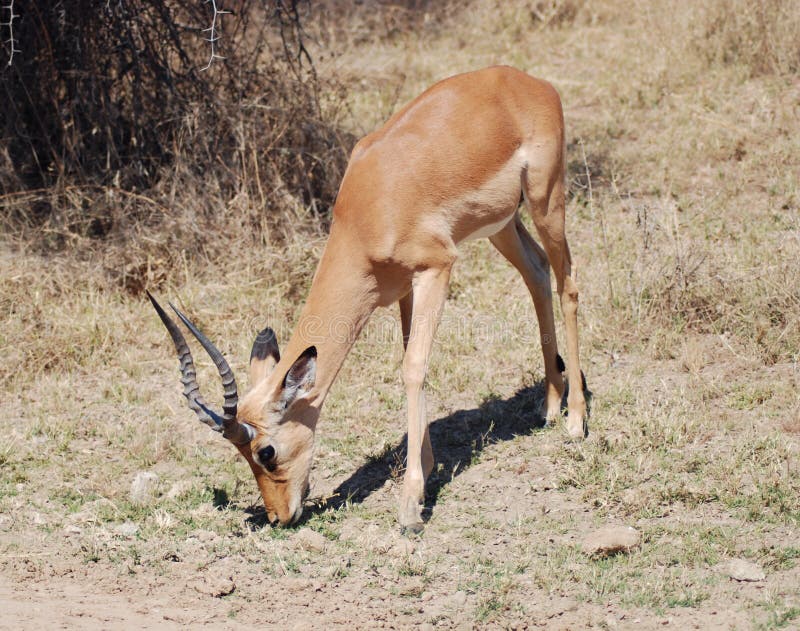 Impala stock image. Image of springbok, bush, bongo, wildlife - 64485025