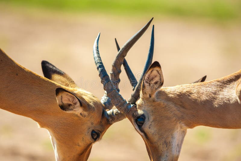 Impala butting heads stock image. Image of africa, closeup - 27555447