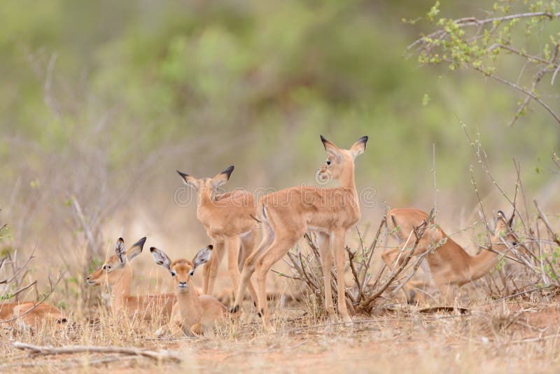 Impala Calf, Baby Impala Antelope Stock Photo - Image of antelope ...