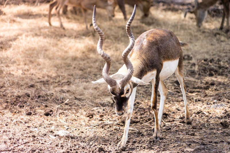 Impala Con Los Cuernos Largos En La Tierra Secada Imagen de archivo ...