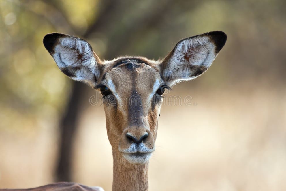 Impala Doe with Back-lighting Portrait Stock Image - Image of mammal ...