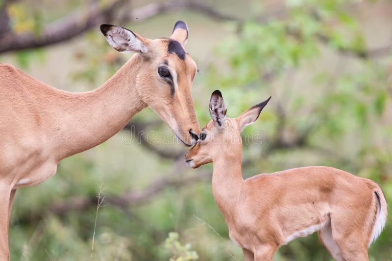 Impala eating stock photo. Image of environment, herbivore - 20815010