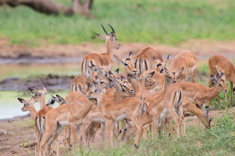 Impala Doe Caress Her New Born Lamb in Dangerous Environment Stock ...