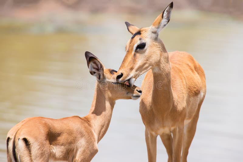 Impala Doe Caress Her New Born Lamb in Dangerous Environment Stock ...