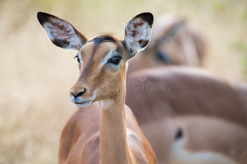 Impala Doe Head Close-up Portrait Lovely Colours Stock Image - Image of ...