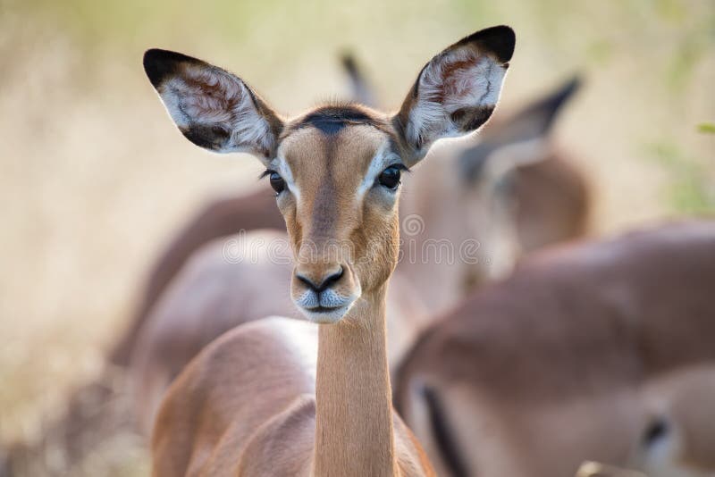 Impala Doe Head Close-up Portrait Lovely Colours Stock Image - Image of ...