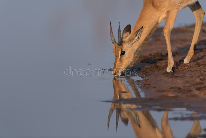 Impala drinking water stock image. Image of kenya, female - 174750369