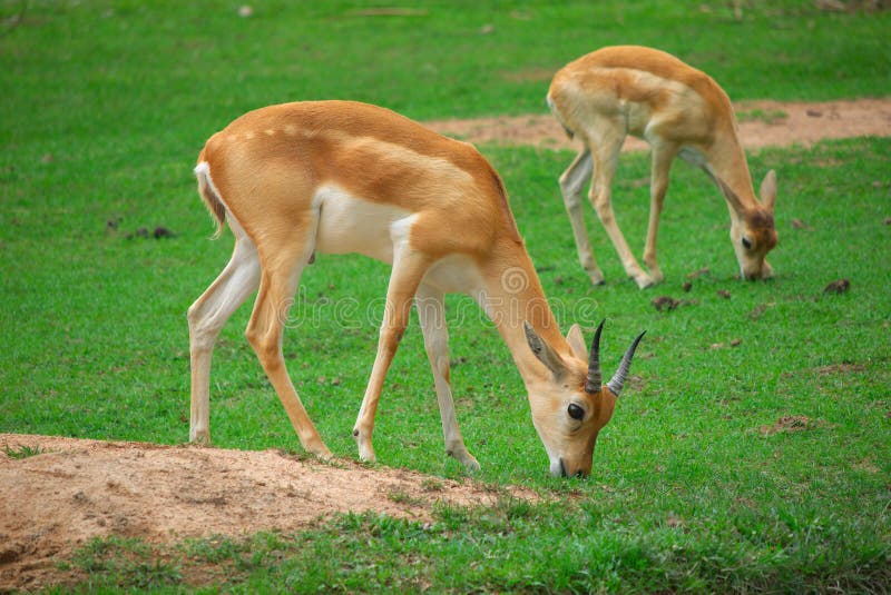 Impala stock image. Image of animal, wildlife, mammal - 40330787