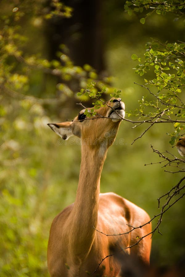 Impala eating stock photo. Image of environment, herbivore - 20815010