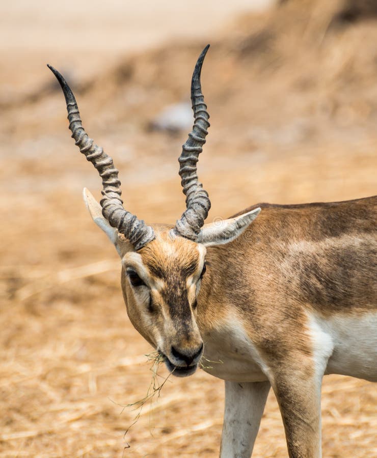 An Impala Eating in the African Savannah, this Type of Antelope is a ...