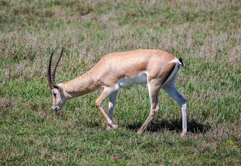 Impala eating stock image. Image of color, africa, impala - 37025345