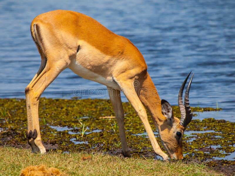Antílope Masculino Del Impala Con Los Cuernos Grandes Imagen de archivo ...