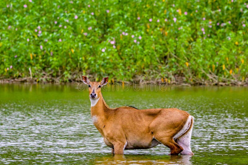 Impala Enjoying in the Water Stock Image - Image of wilderness ...