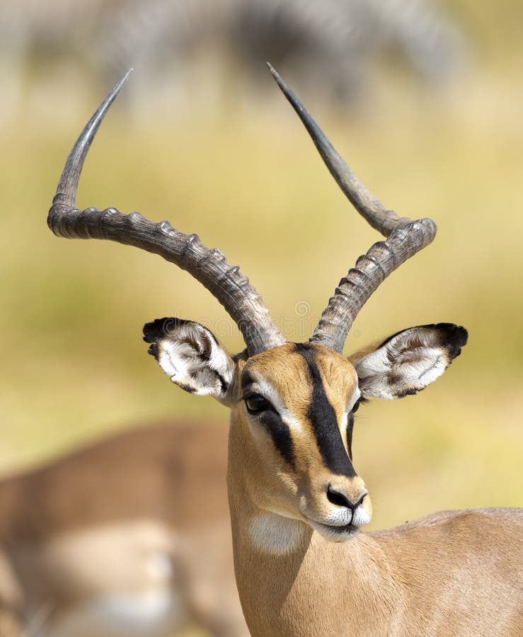 Impala stock photo. Image of africa, antelope, wildlife - 47945240