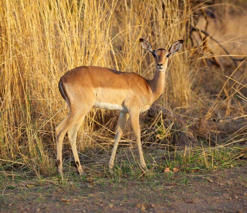 Impala Ewe stock image. Image of herbivore, travel, national - 22172149